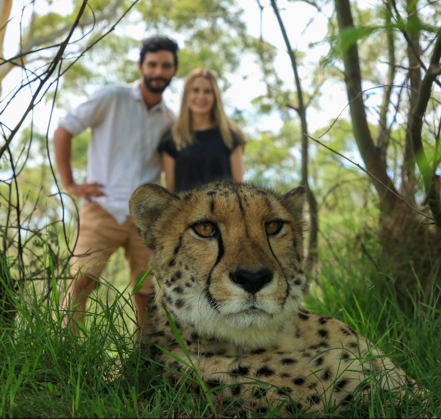 Wild Cat Conservation Centre | Wild Cat & Cheetah Conservation