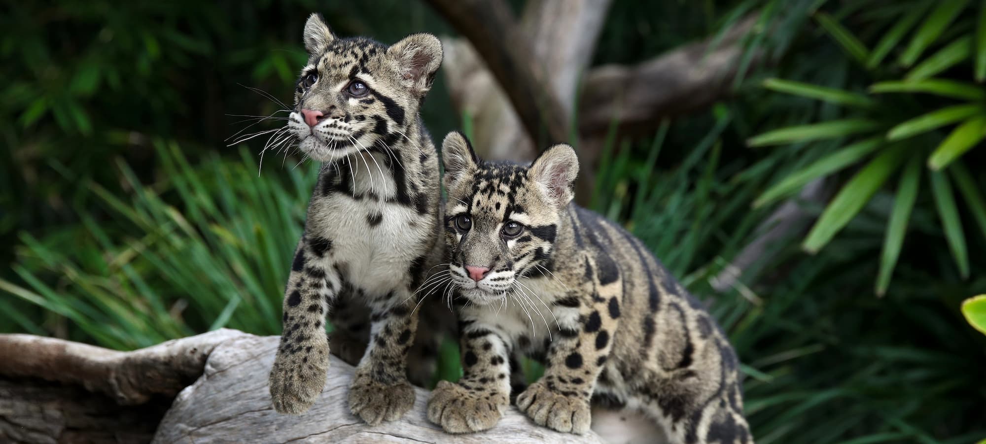 Clouded Leopard Fact Sheet | Wild Cat Conservation Centre