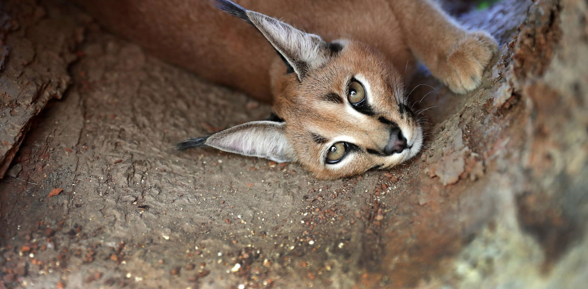Caracal Fact Sheet | Wild Cat Conservation Centre