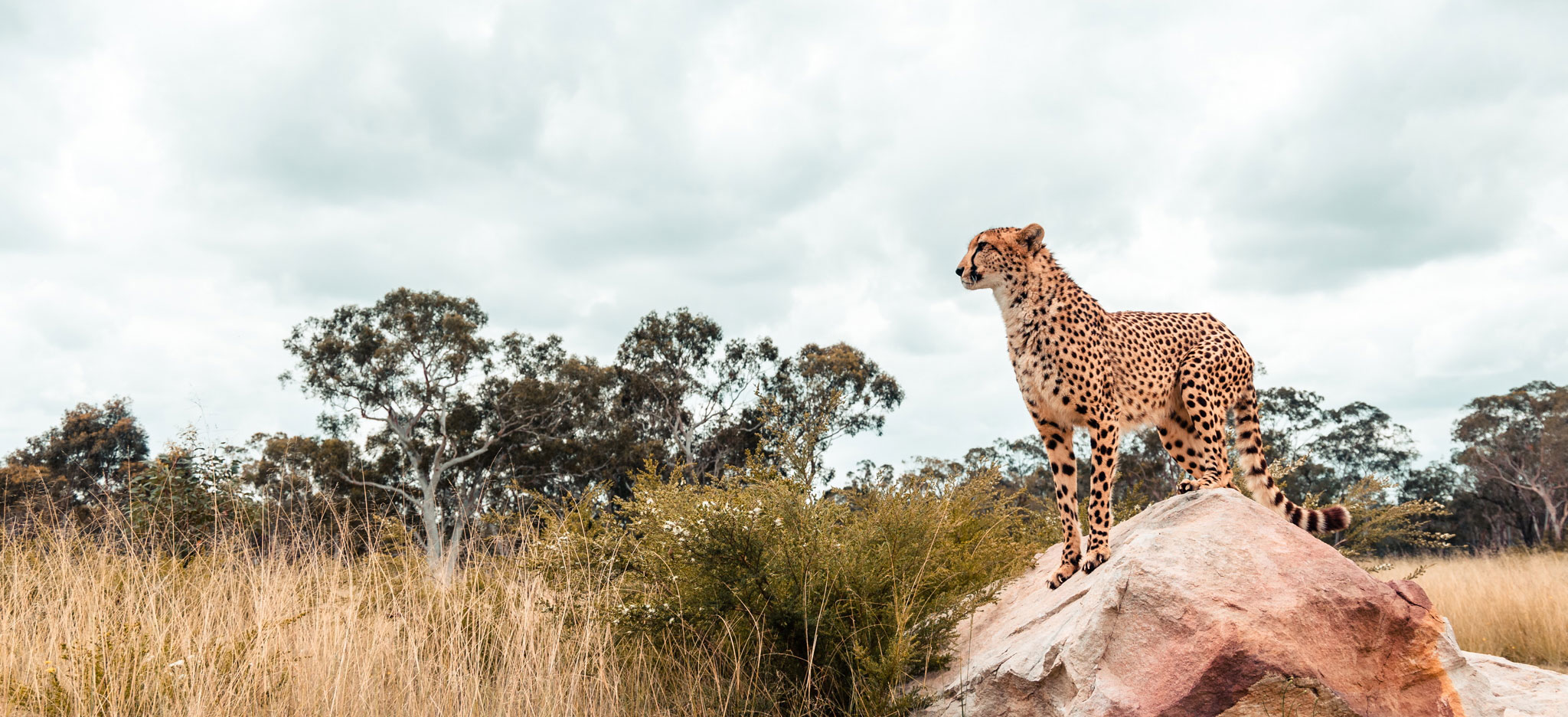 Our Story | Wild Cat Conservation Centre Sydney