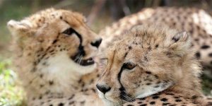 Clouded Leopard Fact Sheet | Wild Cat Conservation Centre