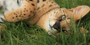 Clouded Leopard Fact Sheet | Wild Cat Conservation Centre